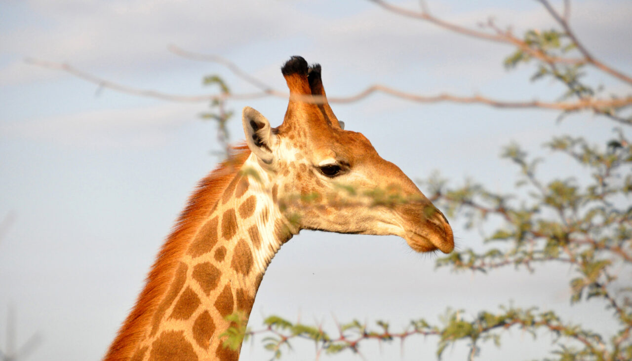 Links - Temba Safari