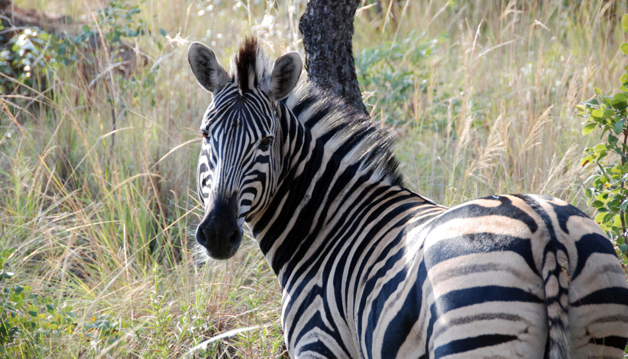 Gæsterum - Temba Safari
