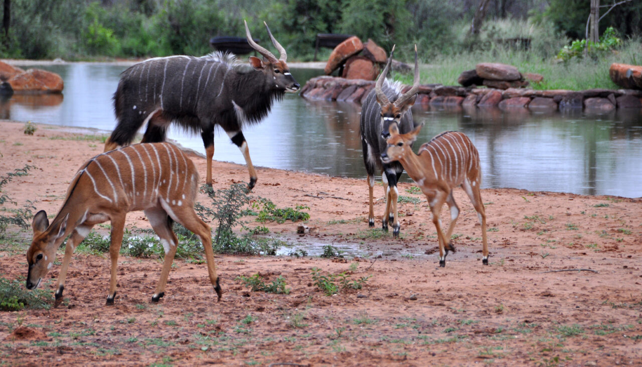 Værd at vide - Temba Safari