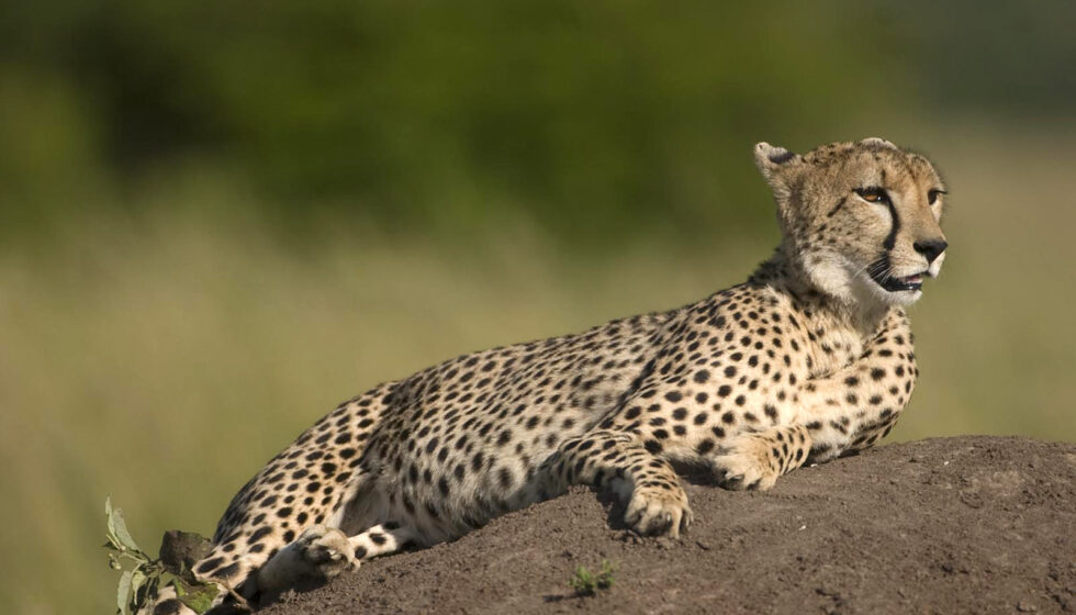 De Wildt Cheetah & Wildlife Centre - Temba Safari